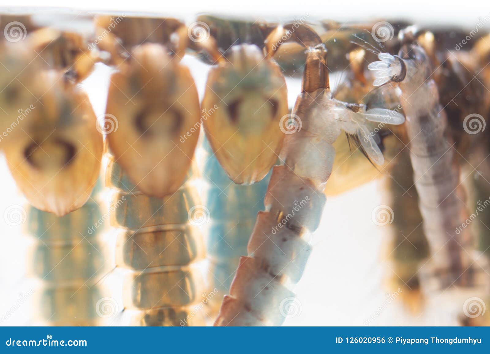 Anopheles Sp. is a Species of Mosquito in the Order Diptera, Anopheles ...