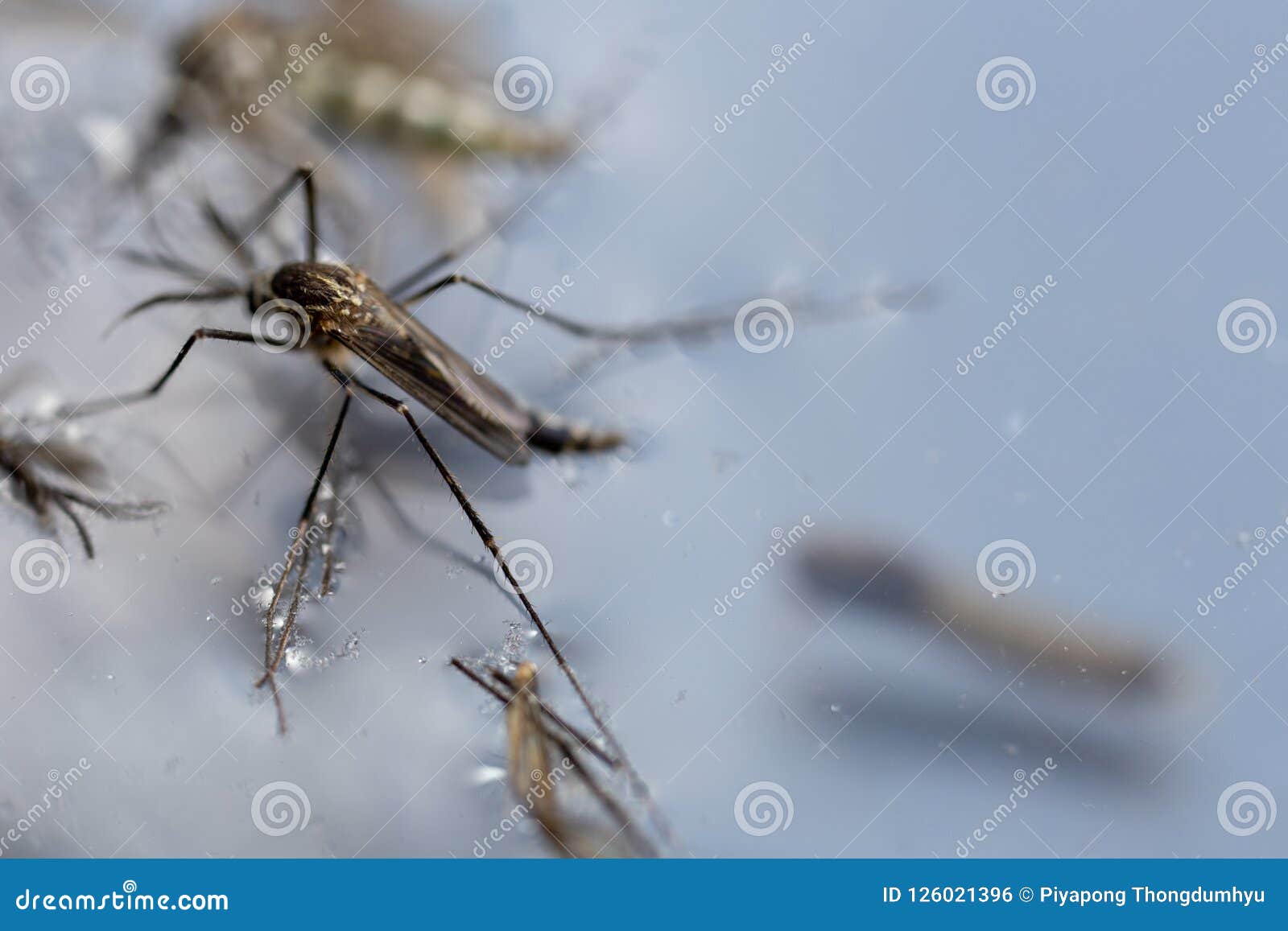 Anopheles Sp. is a Species of Mosquito in the Order Diptera, Anopheles ...