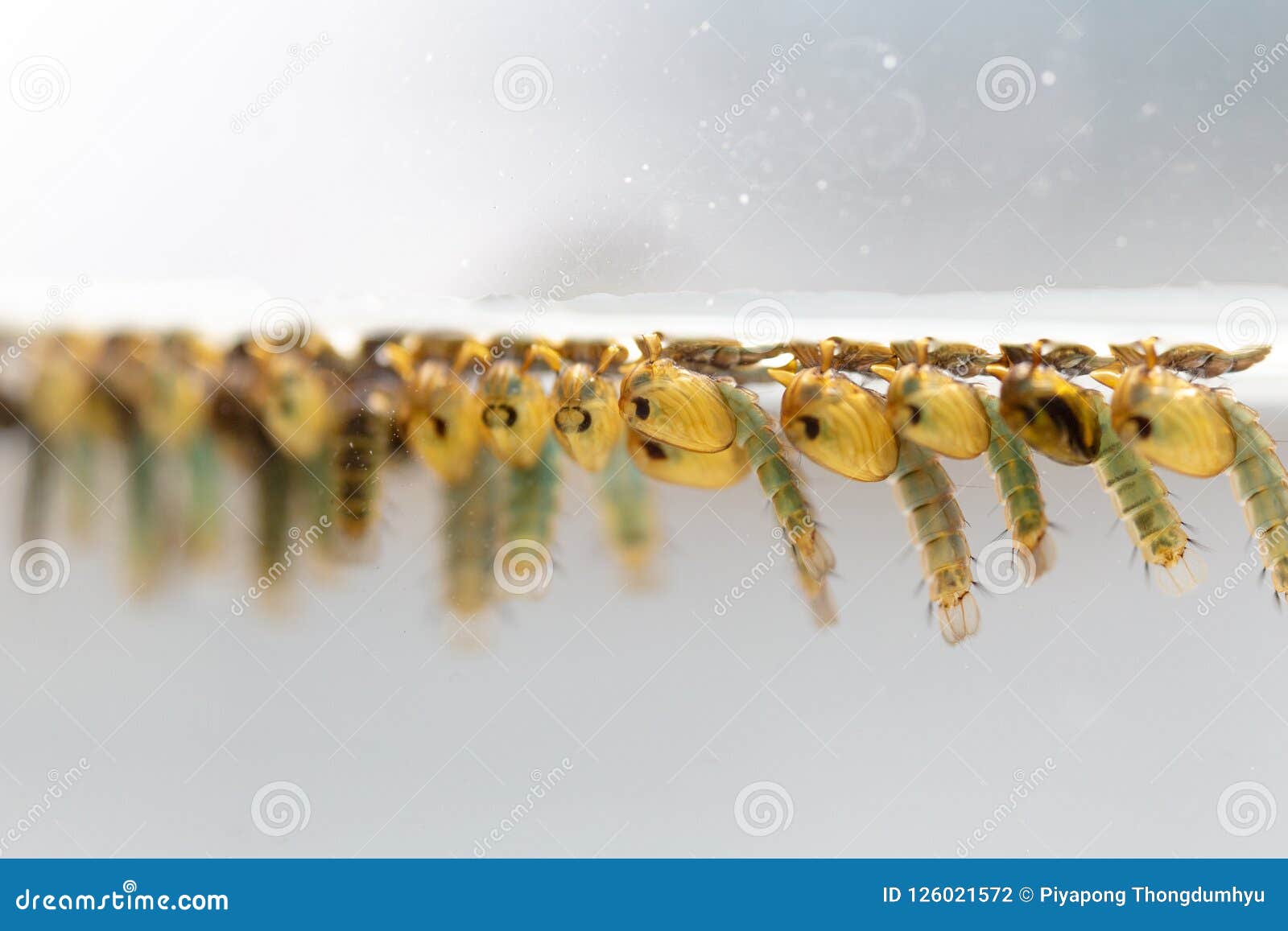 Anopheles Sp. is a Species of Mosquito in the Order Diptera, Anopheles ...