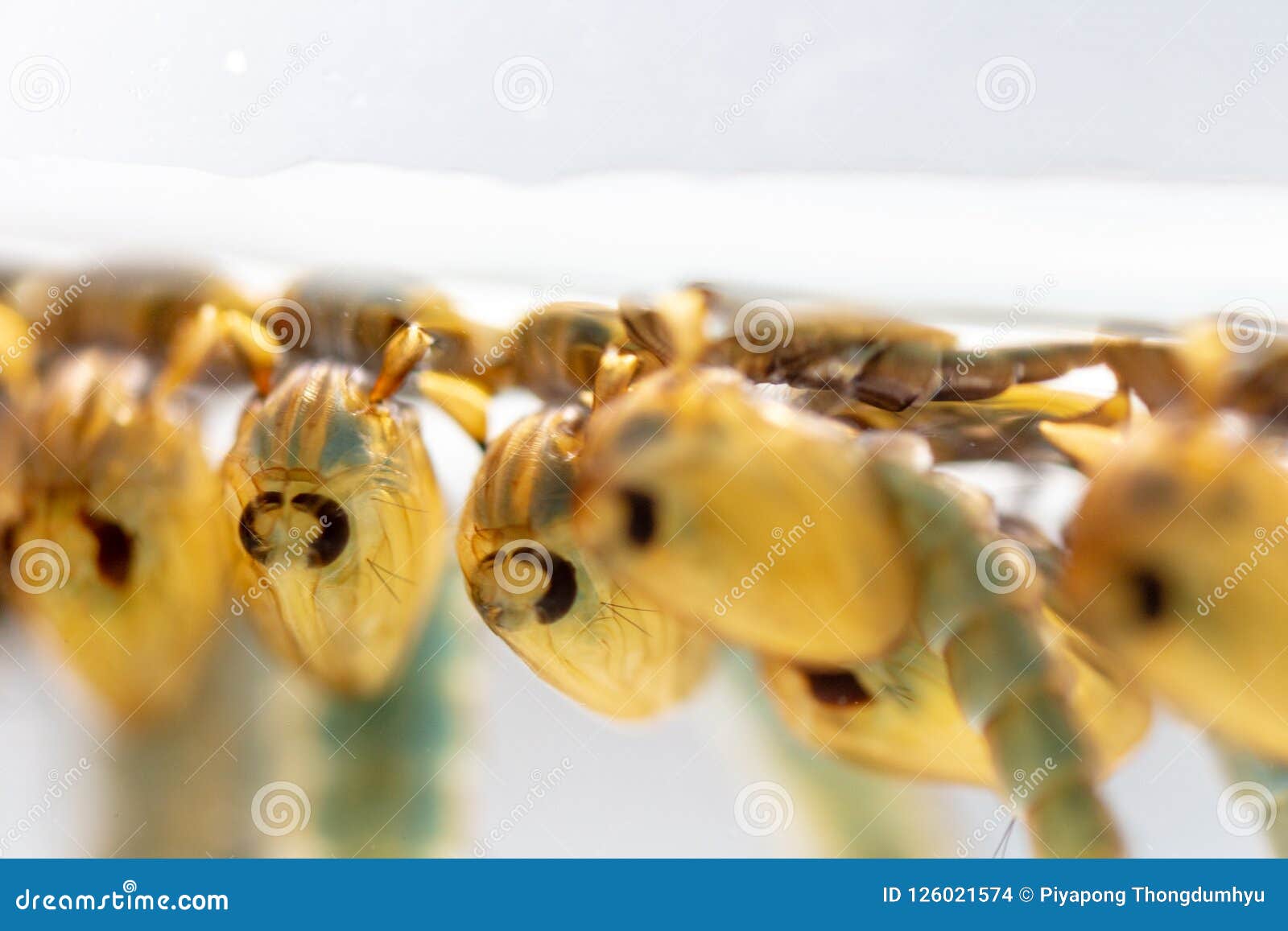 Anopheles Sp. is a Species of Mosquito in the Order Diptera, Anopheles ...