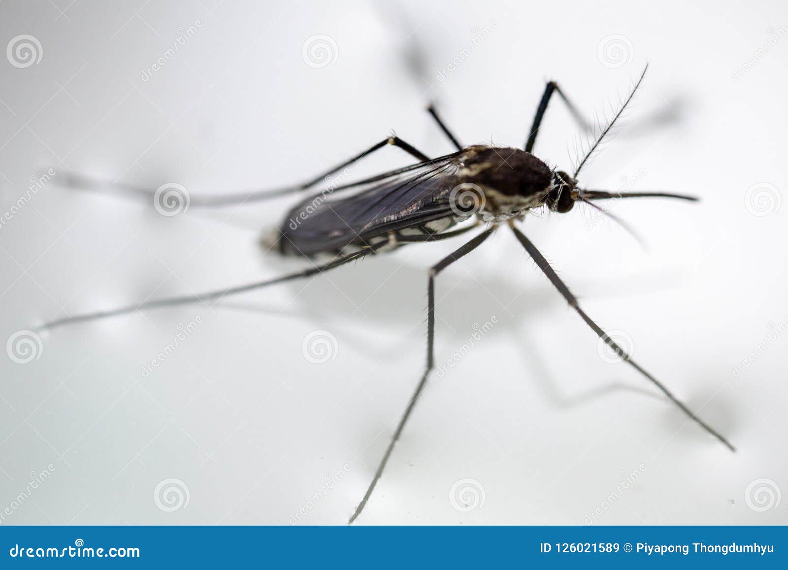Anopheles Sp. Is A Species Of Mosquito In The Order Diptera, Anopheles ...