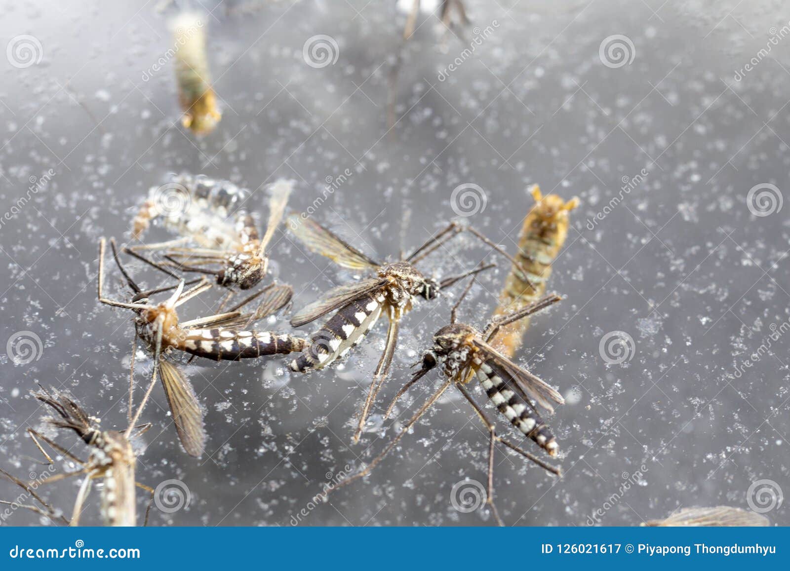 Anopheles Sp. is a Species of Mosquito in the Order Diptera, Anopheles ...