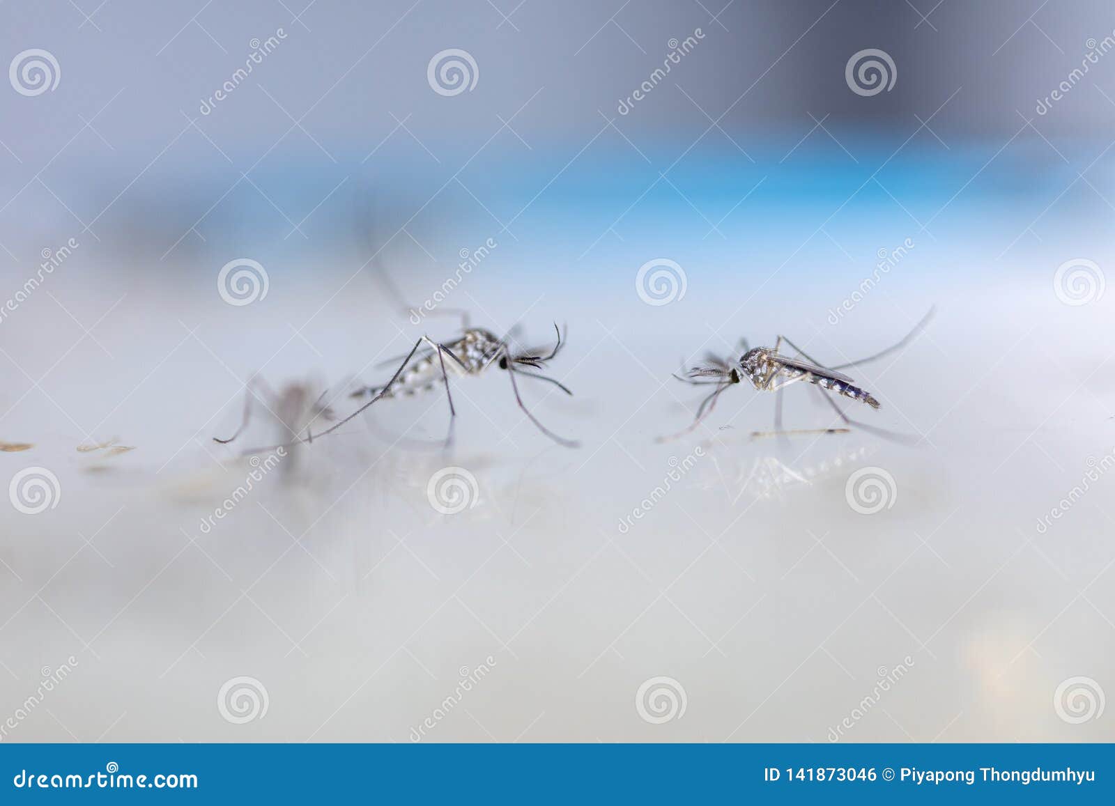 Anopheles Sp. in the Water for Education Stock Photo - Image of biology ...