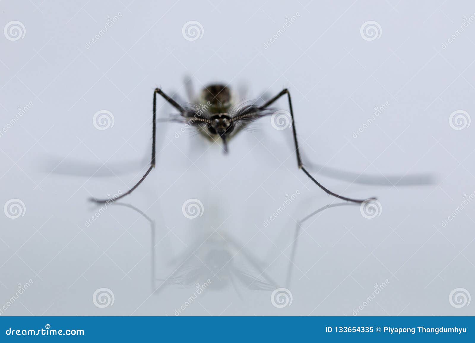 Anopheles Sp. in the Water for Education Stock Image - Image of malaria ...