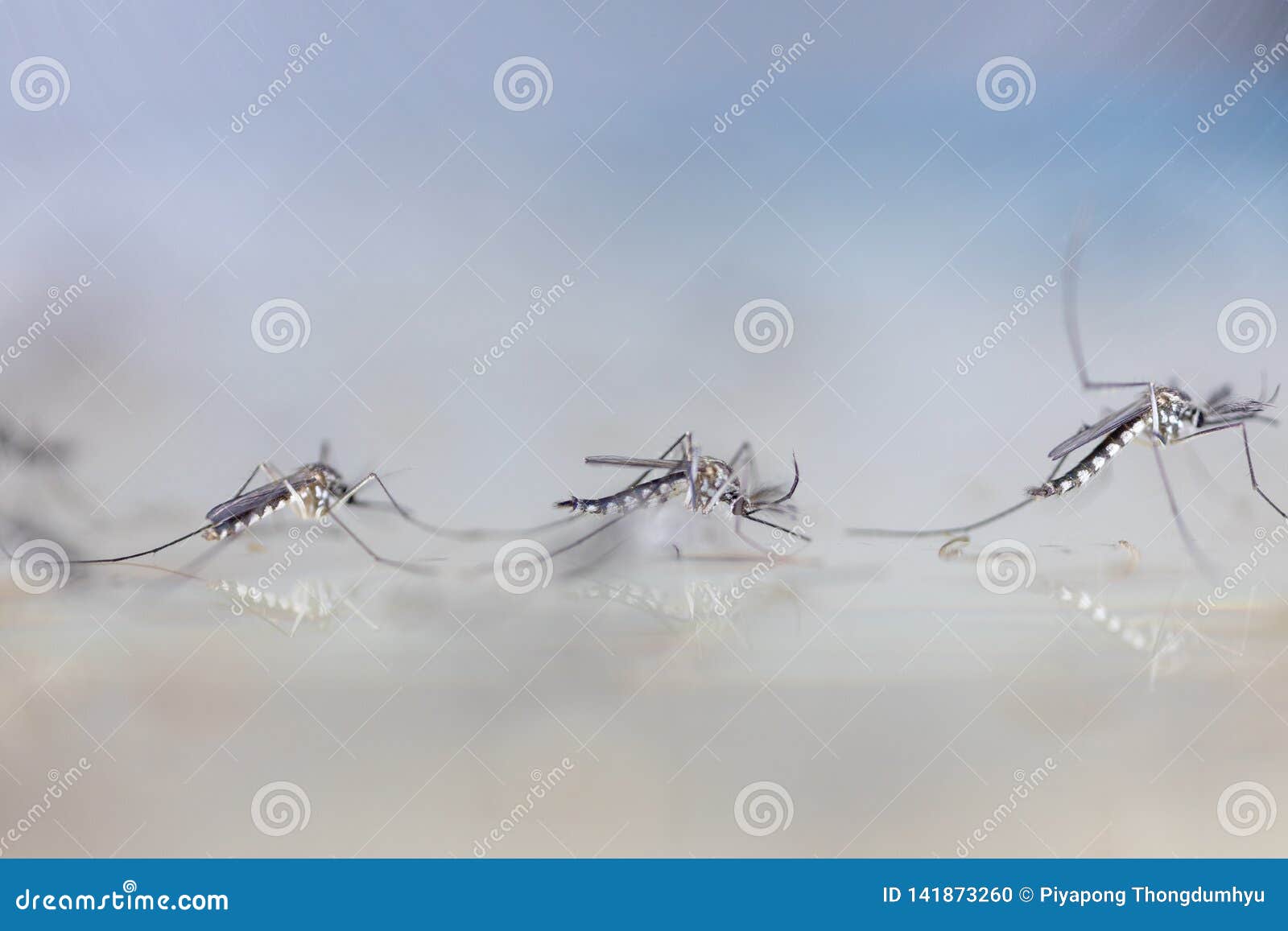 Anopheles Sp. in the Water for Education Stock Photo - Image of biology ...