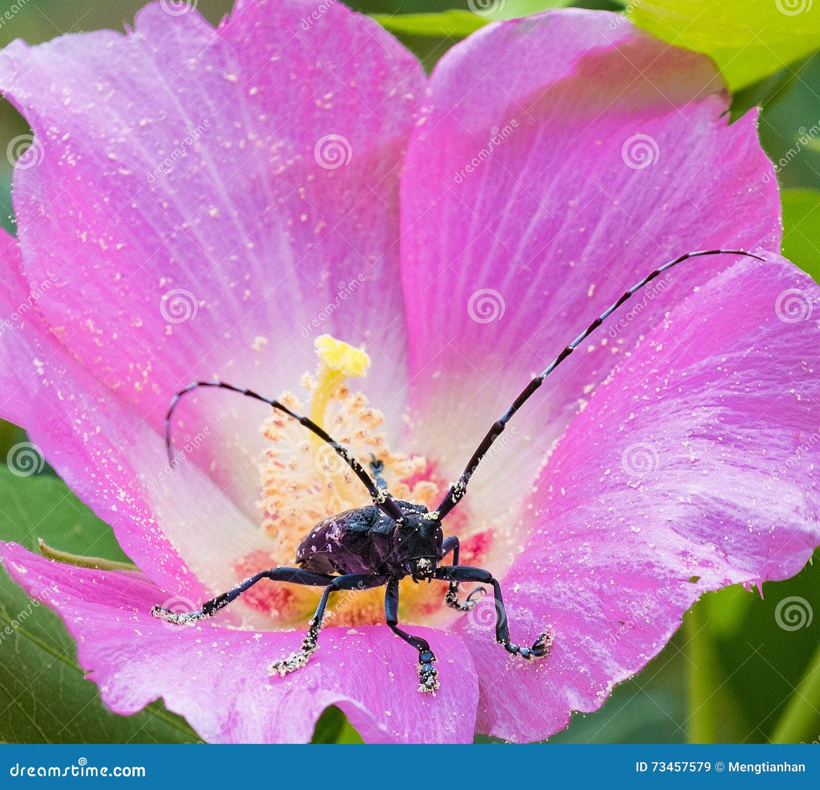 Anoplophora chinensis immagine stock. Immagine di tentacoli - 73457579