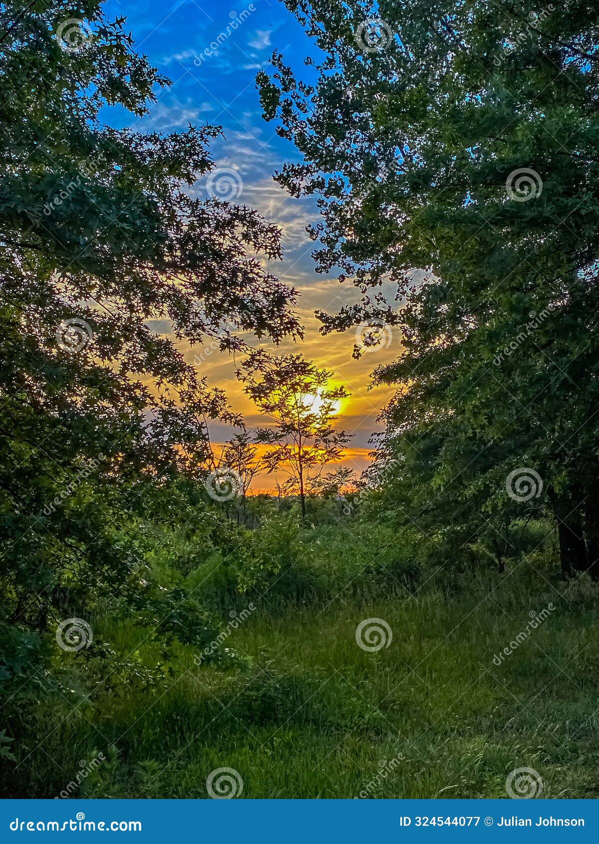 Another Beautiful Evening in a Forest. Stock Image - Image of green ...