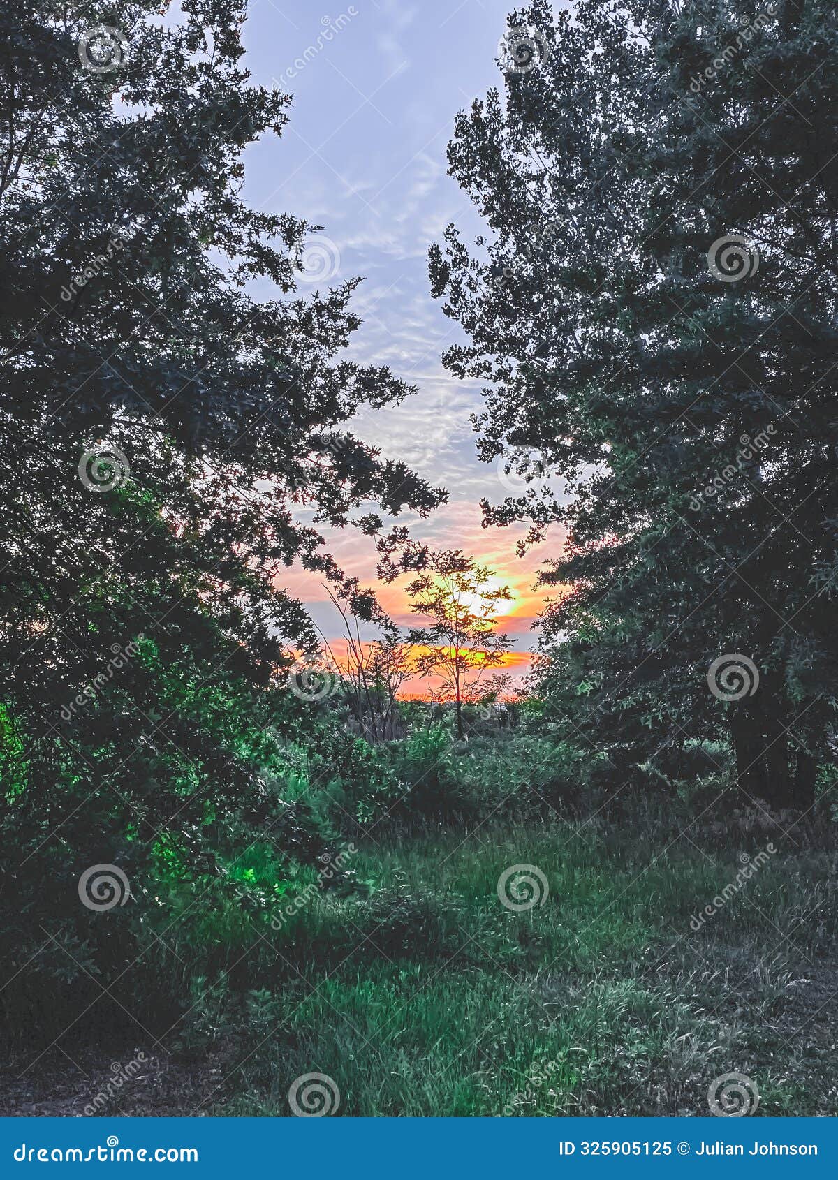 Another Beautiful Evening in a Forest. Stock Image - Image of evening ...