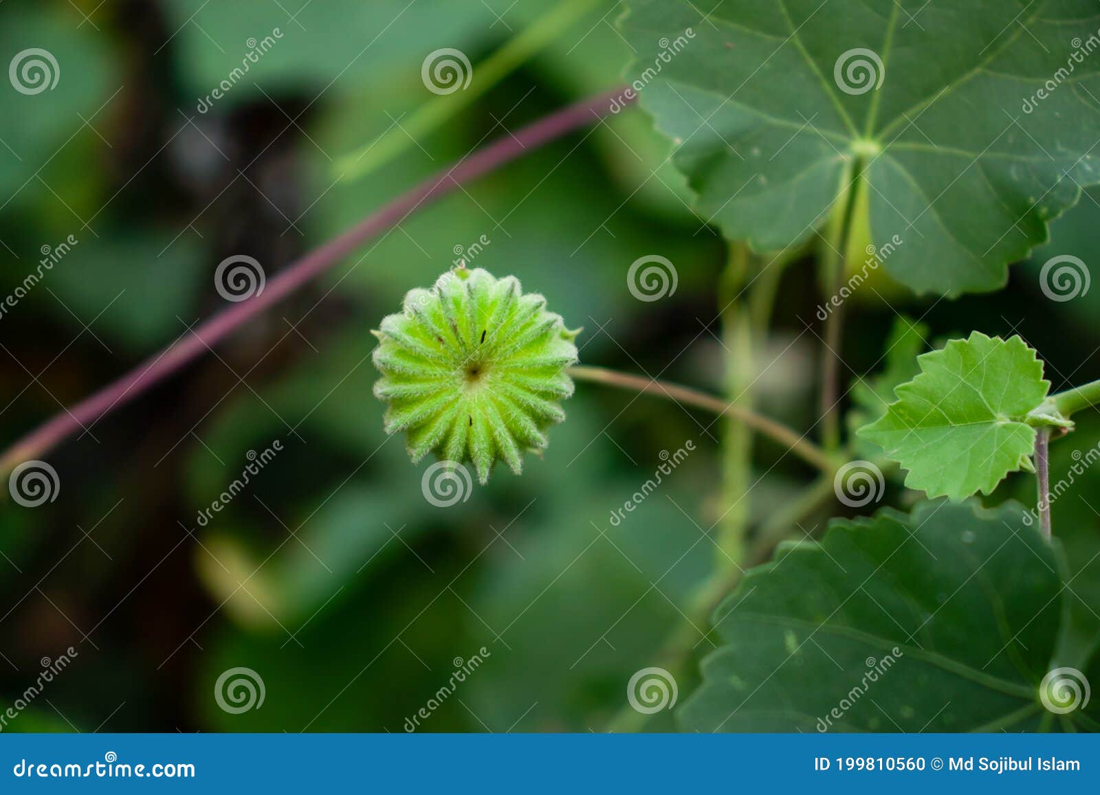Another Close Up Macro Grass Fruit Outside of the Home Stock Photo ...