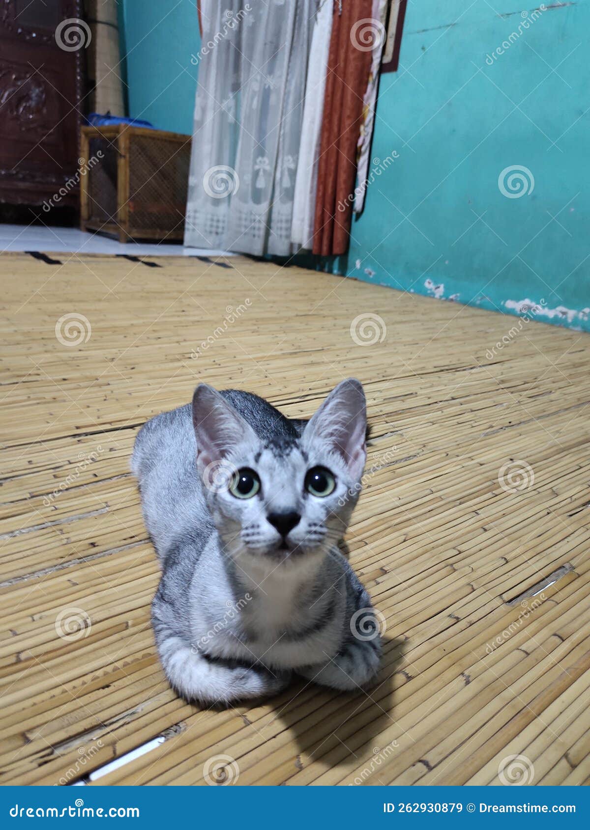 Another confused cute cat stock image. Image of whiskers - 262930879