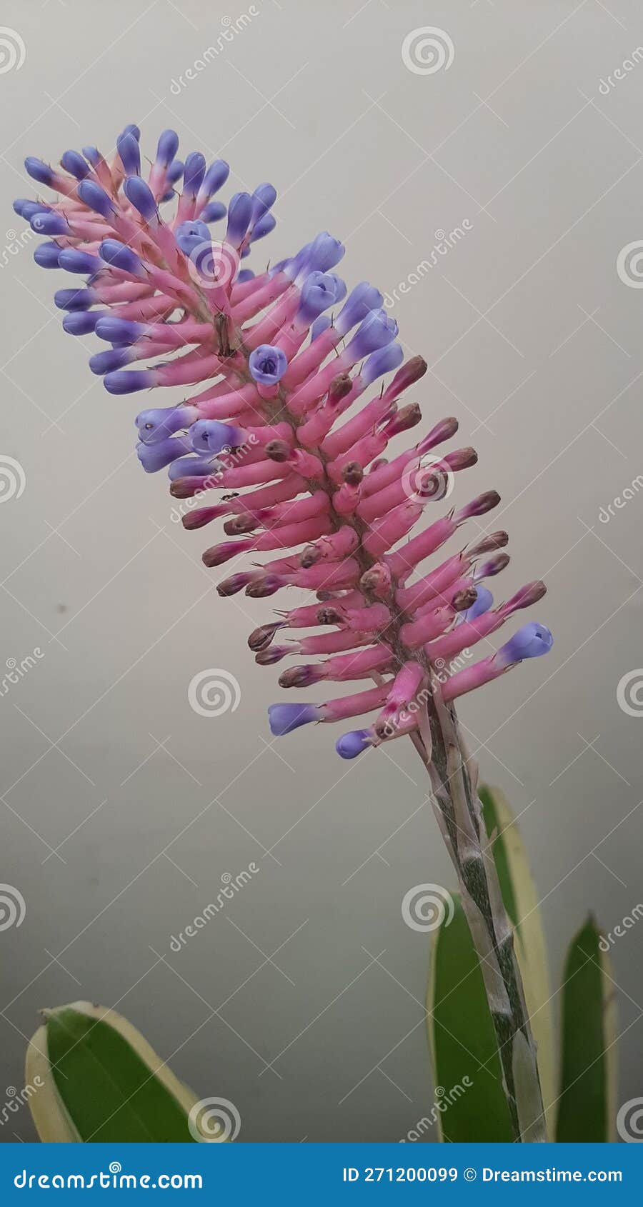 Another flower stock image. Image of flower, good, colours - 271200099