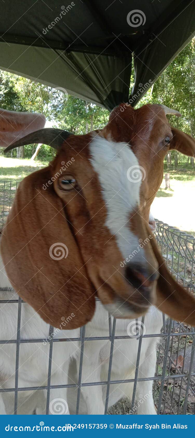 Another Goats Need Attention when Seeing Photographer Stock Image ...