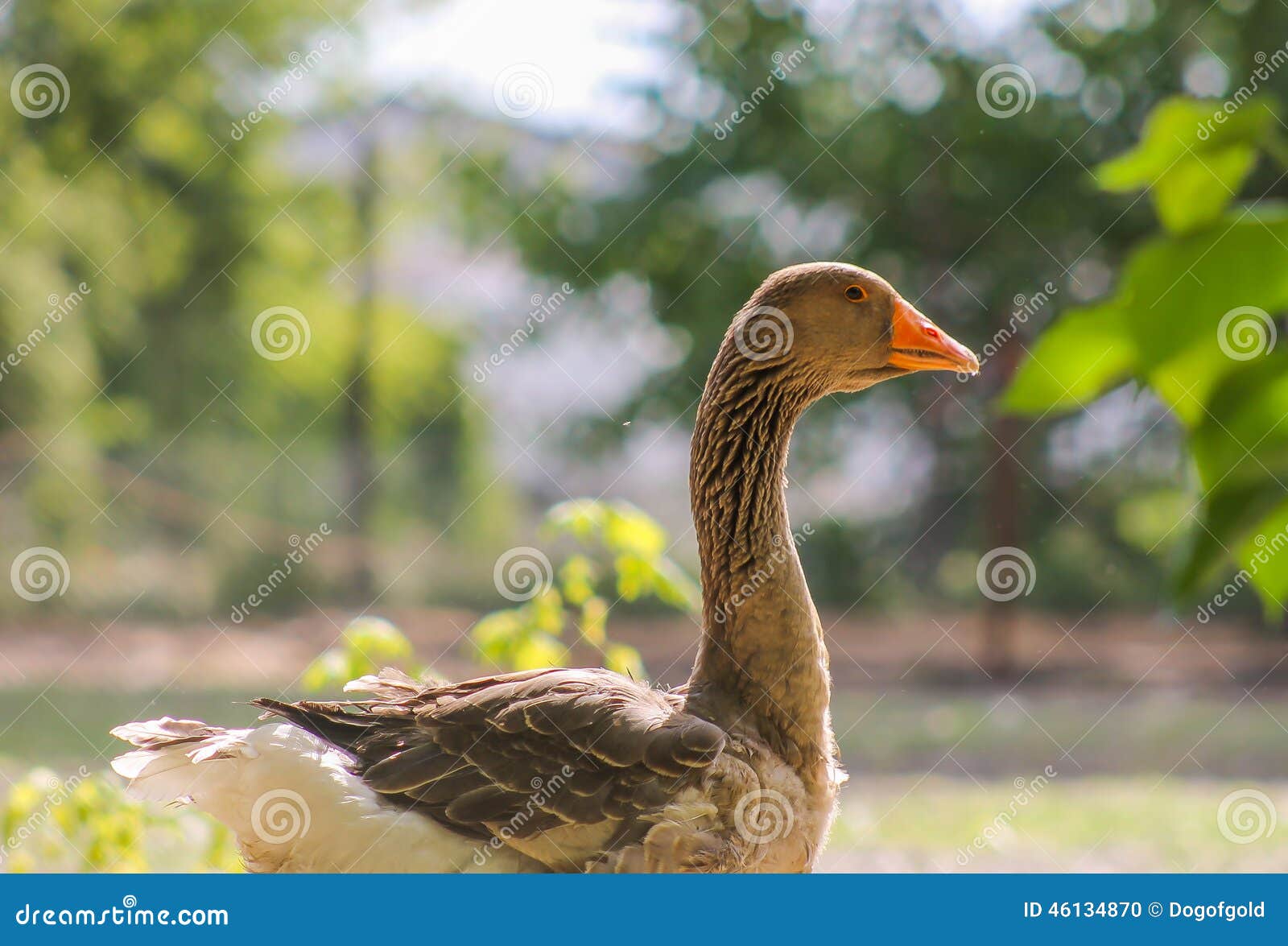 Another goose stock photo. Image of animal, ducks, anserini - 46134870