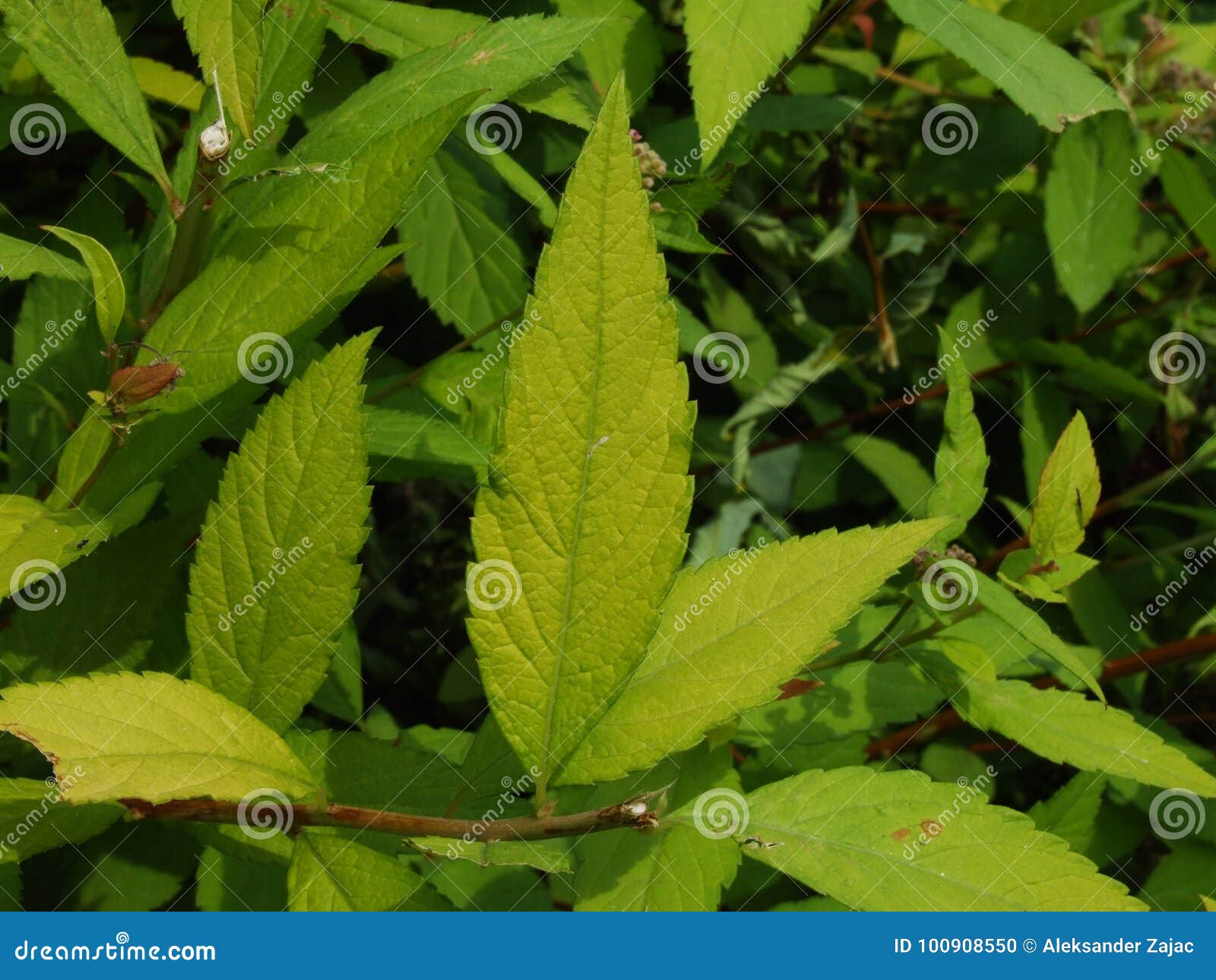Light green leaf stock photo. Image of flower, leaves - 100908550