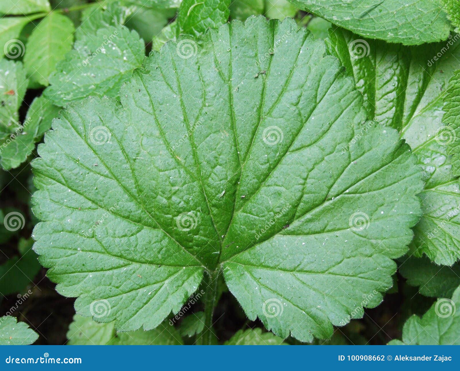 Cool leaf texture stock photo. Image of planet, texture - 100908662