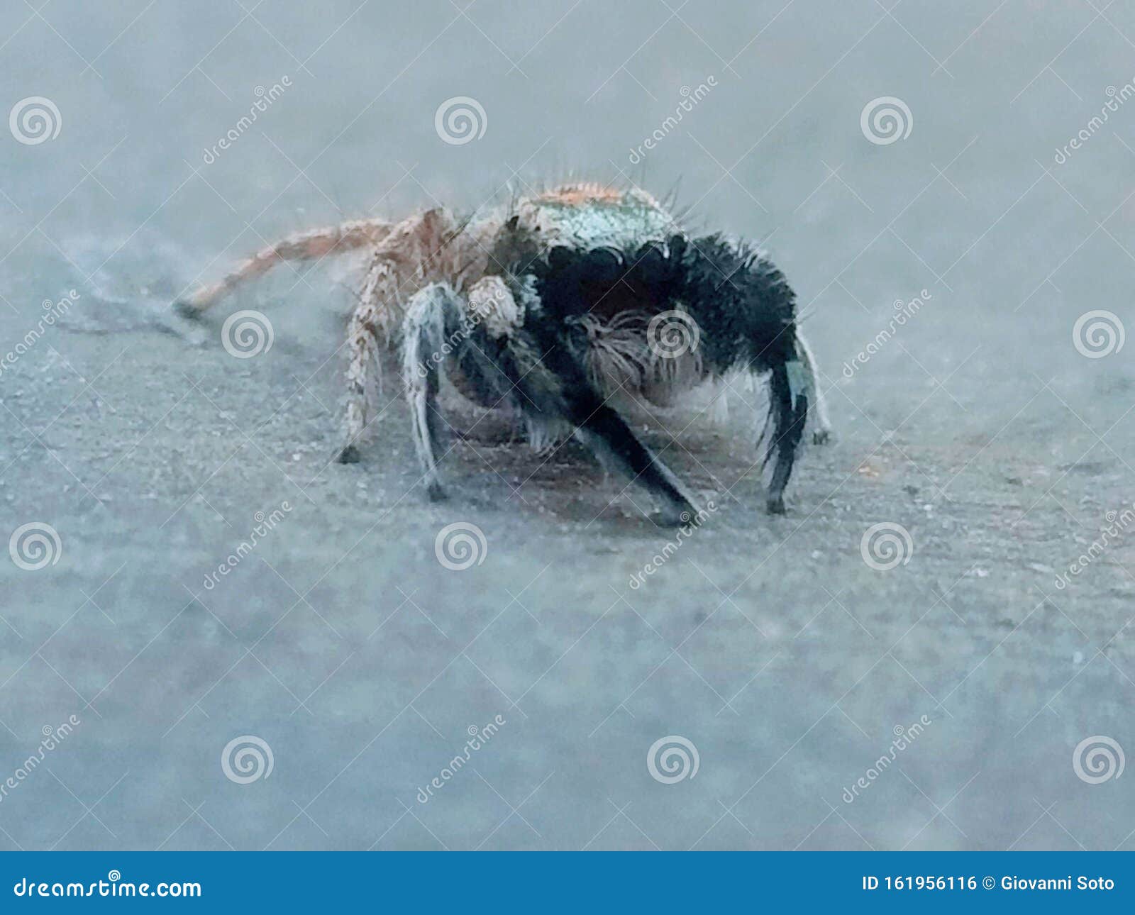 Another Look at Closeup Jumping Spider Stock Photo - Image of spiders ...
