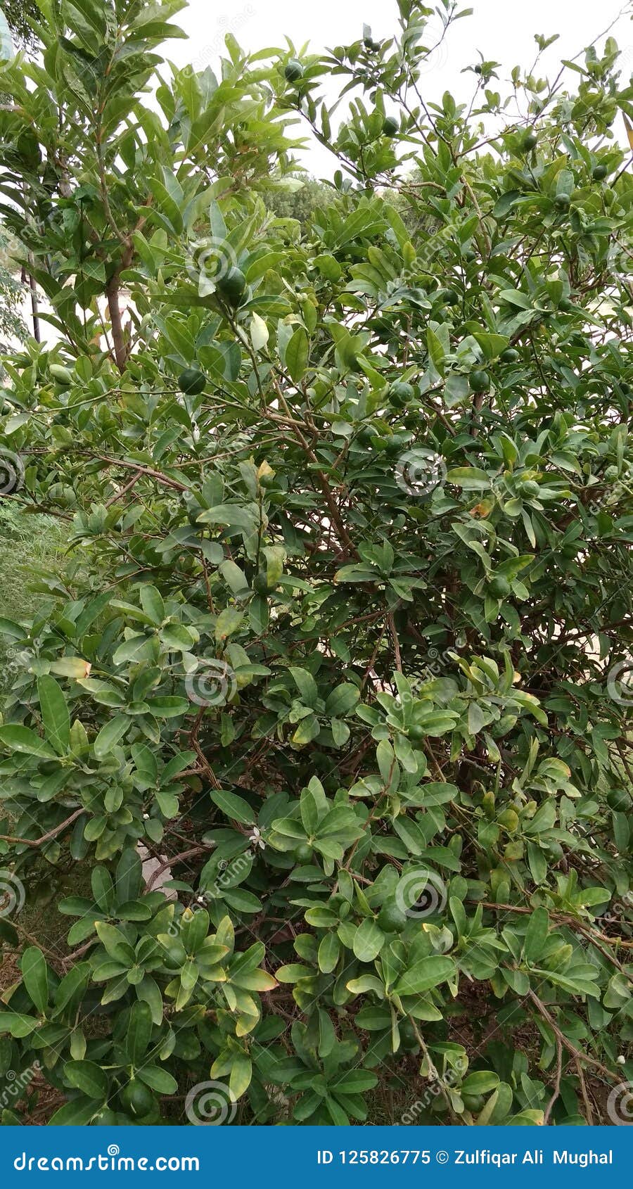 A small lemon plant stock image. Image of small, lemons - 125826775