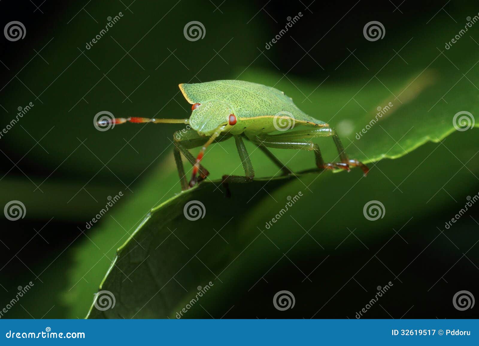 Another macro bug stock image. Image of luminous, crazy - 32619517