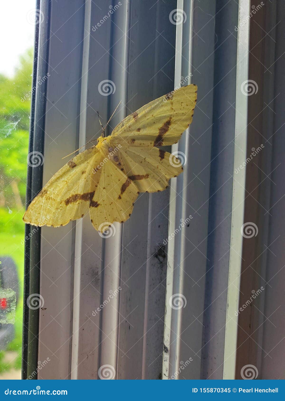 Another Moth on My Porch Door Stock Image - Image of door, moth: 155870345
