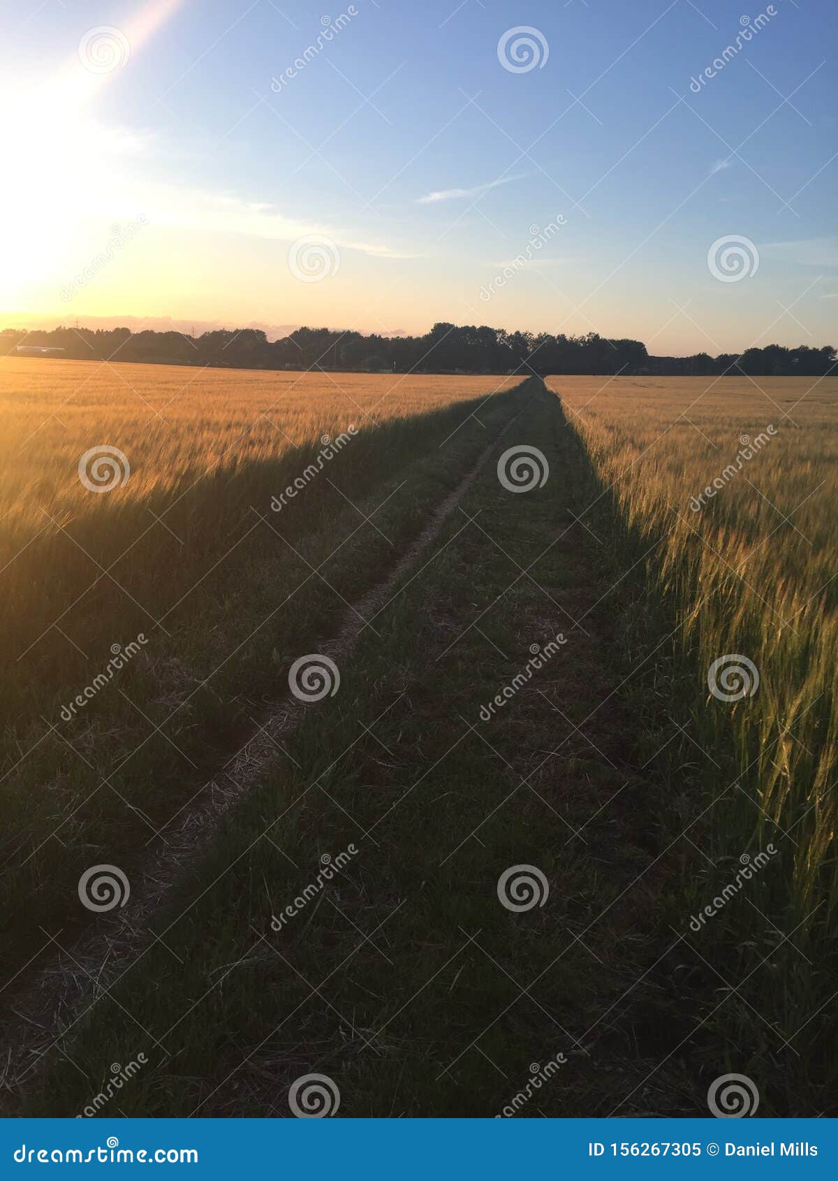 Path in the Field of Corn stock image. Image of radiating - 156267305