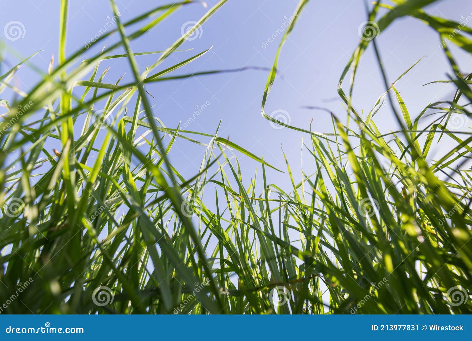 Another Perspective of the Grass Stock Image - Image of leaf, green ...