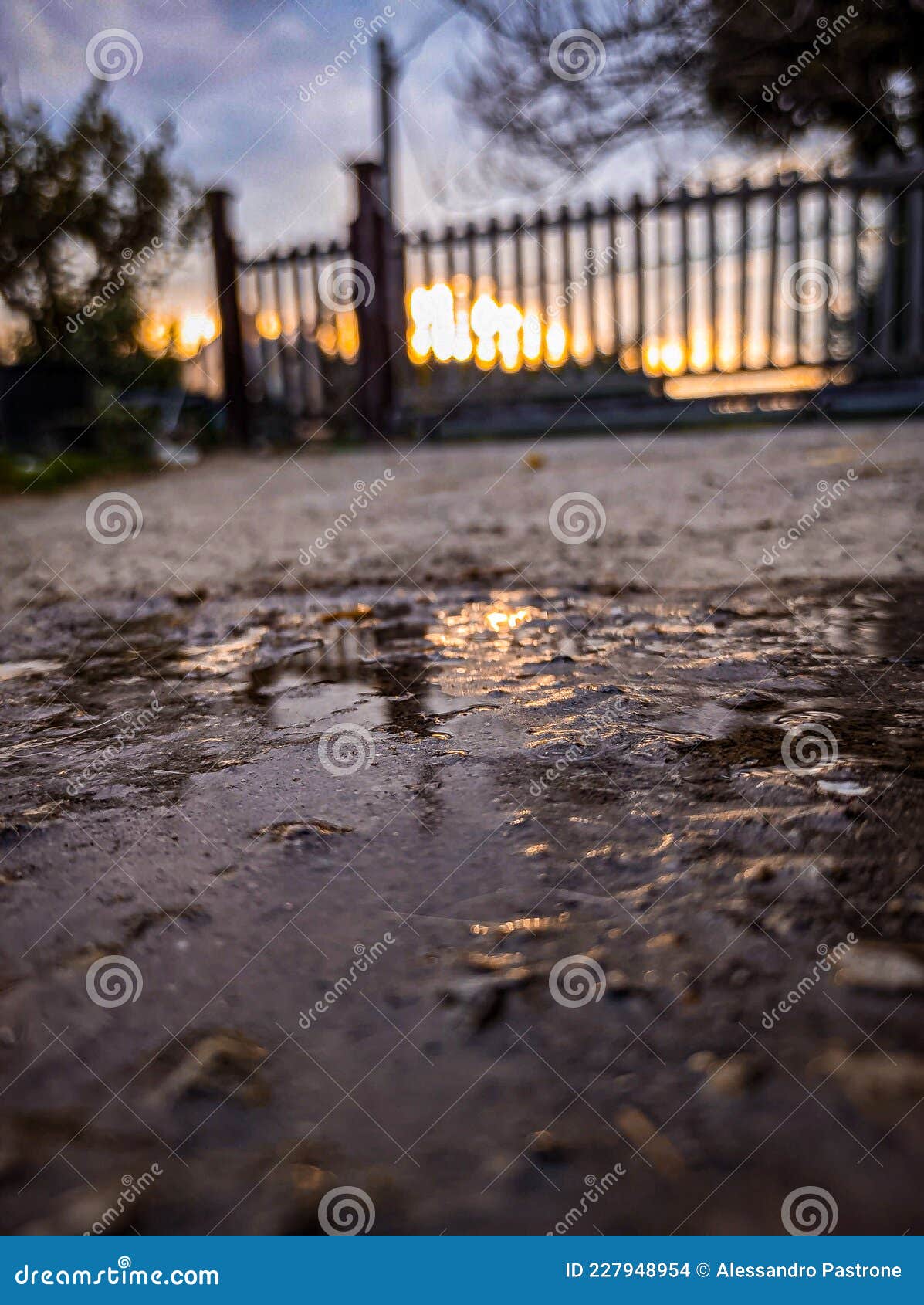 Another Perspective of a Puddle Stock Photo - Image of leaf, evening ...