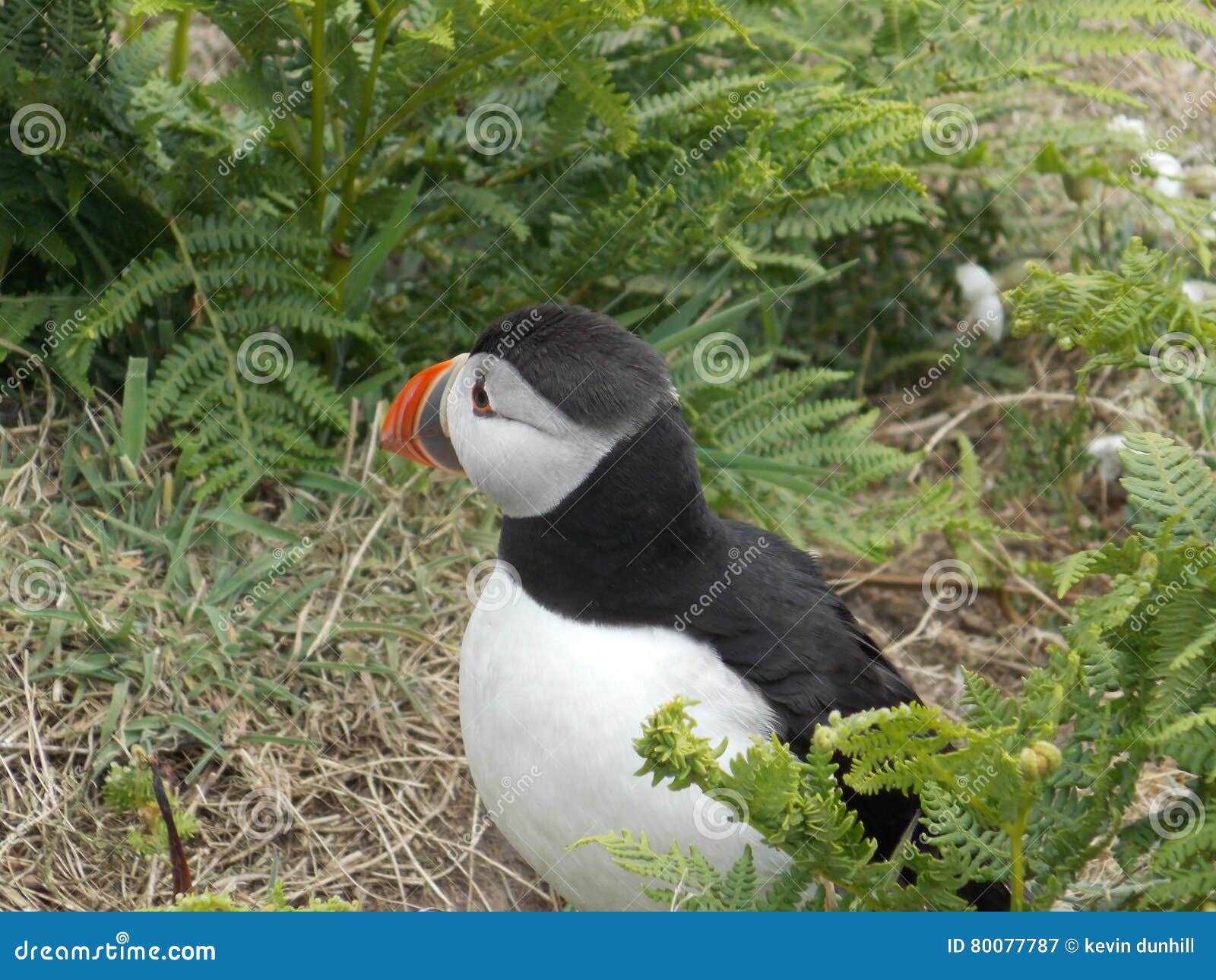 Another puffin stock image. Image of cute, hare, friendly - 80077787