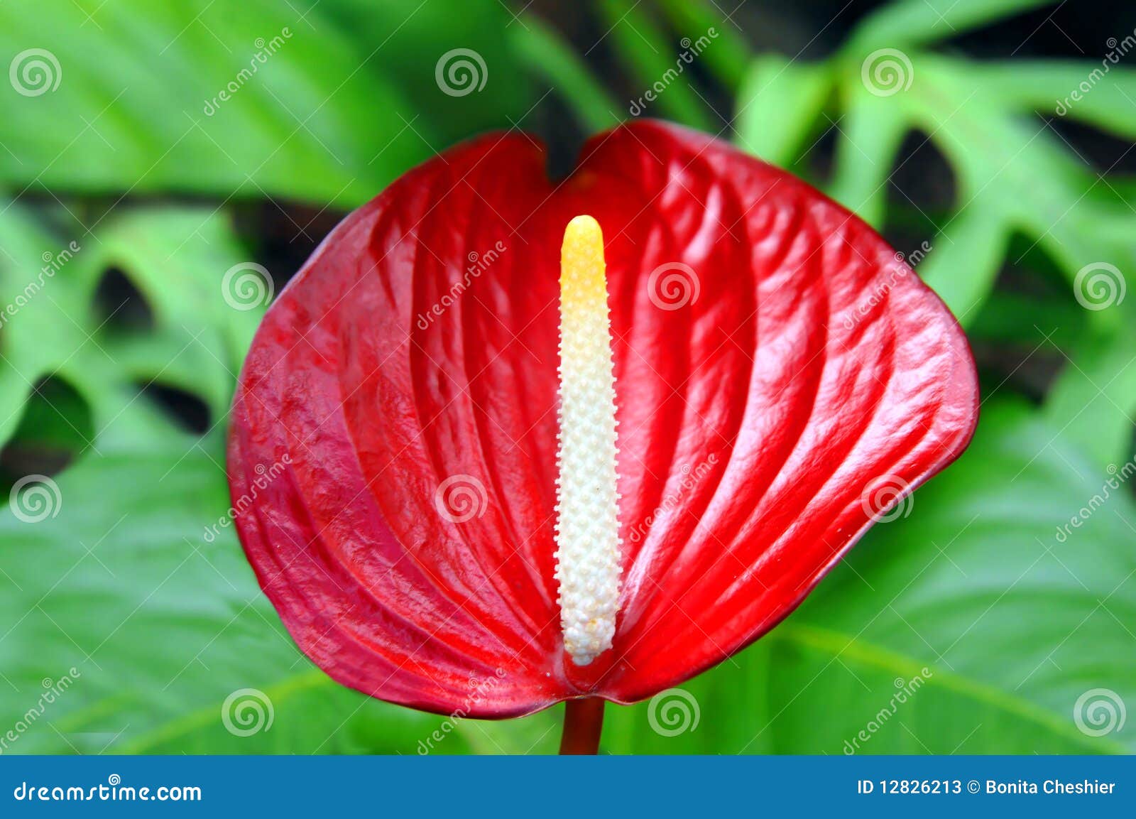 Another Red Anthurium stock image. Image of flower, beautiful - 12826213