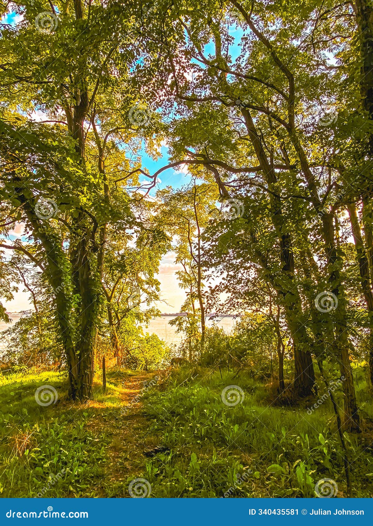 Another Splendid Day in a Forest. Stock Image - Image of autumn, tree ...