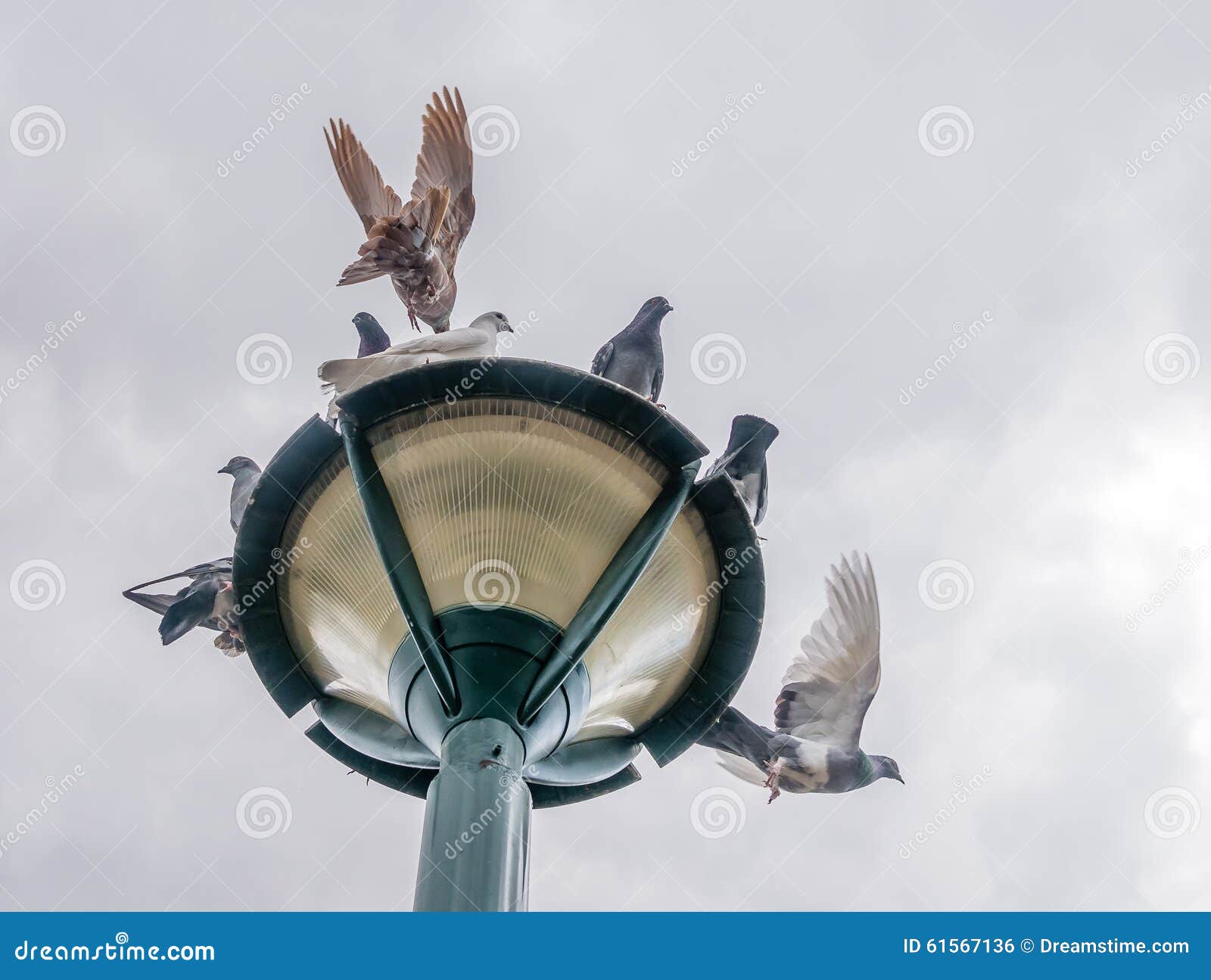 While Another Takes Off a Pigeon Lands Stock Photo - Image of ...