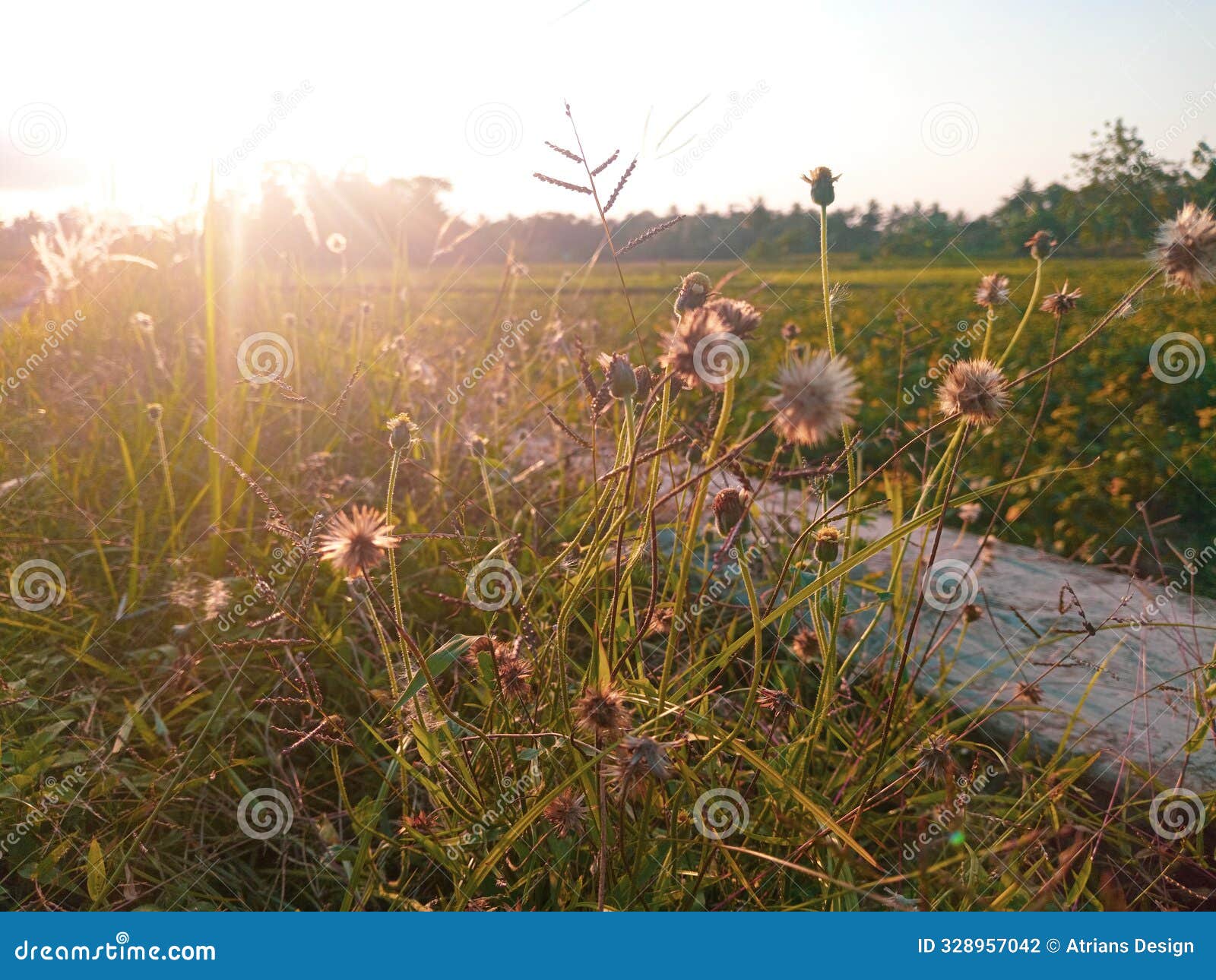Another View of Nature with Weed Grass Flower Stock Photo - Image of ...
