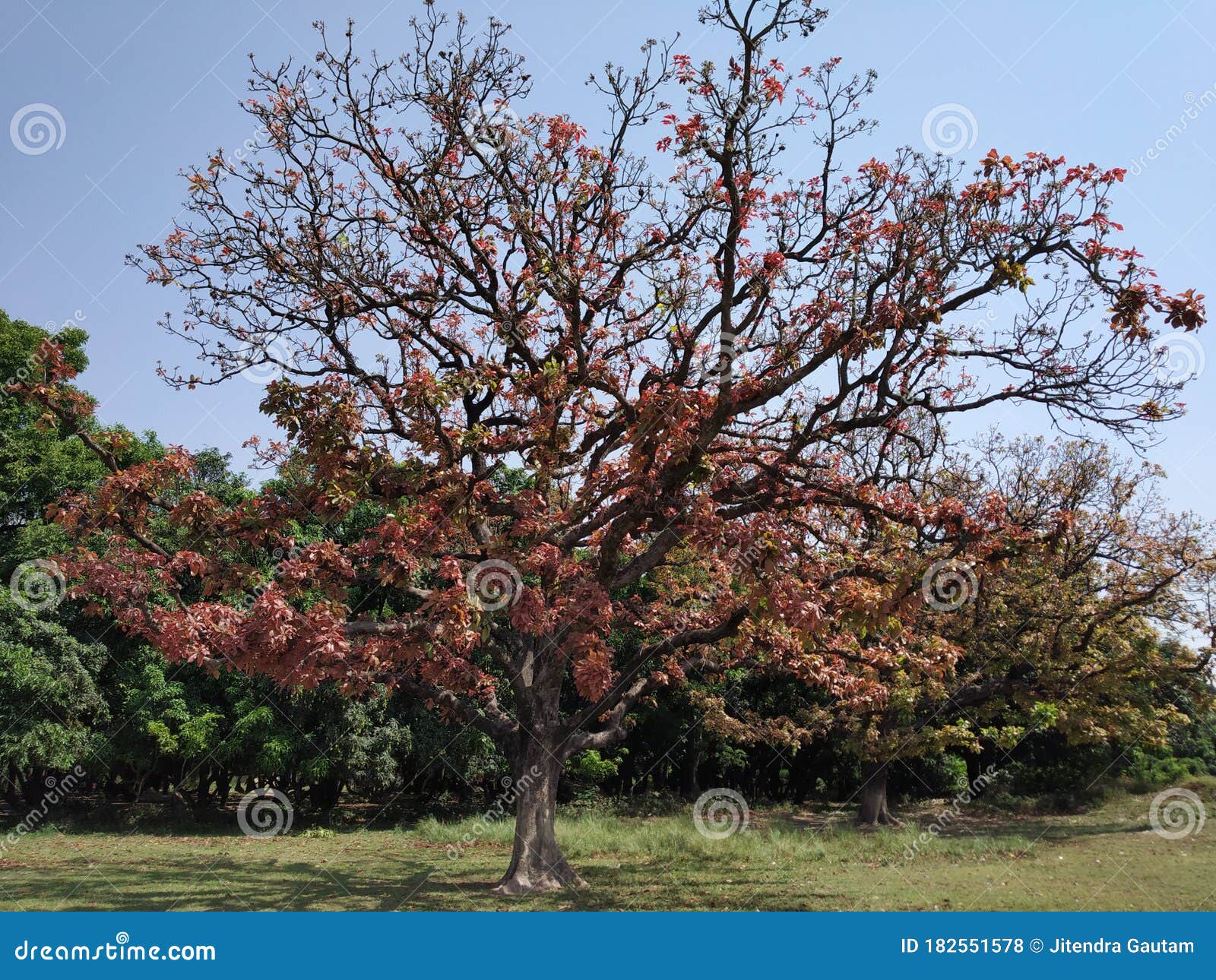 Another View of Tropical Indian Tree of Mahuwa Stock Photo - Image of ...