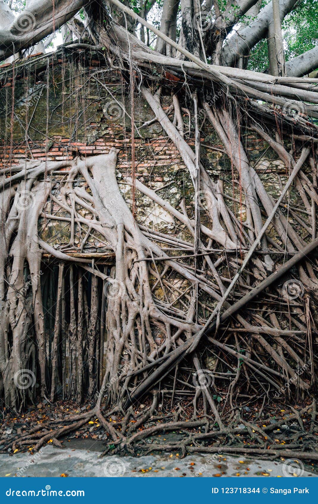 Anping Tree House, Historical Architecture in Tainan, Taiwan Stock ...
