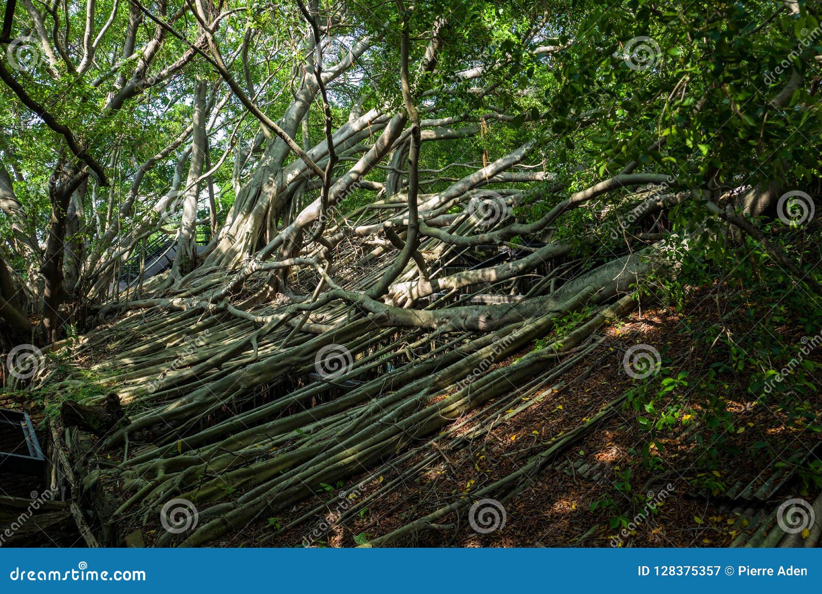 The Anping Tree House in Tainan, Taiwan. Stock Image - Image of anping ...