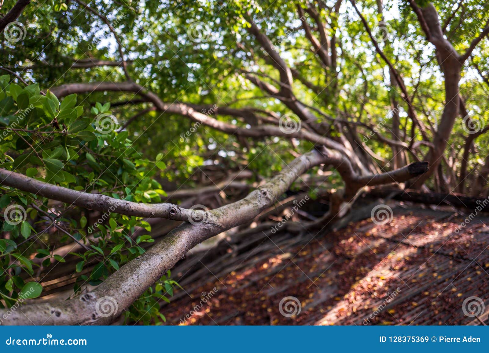 The Anping Tree House in Tainan, Taiwan. Stock Image - Image of sacred ...