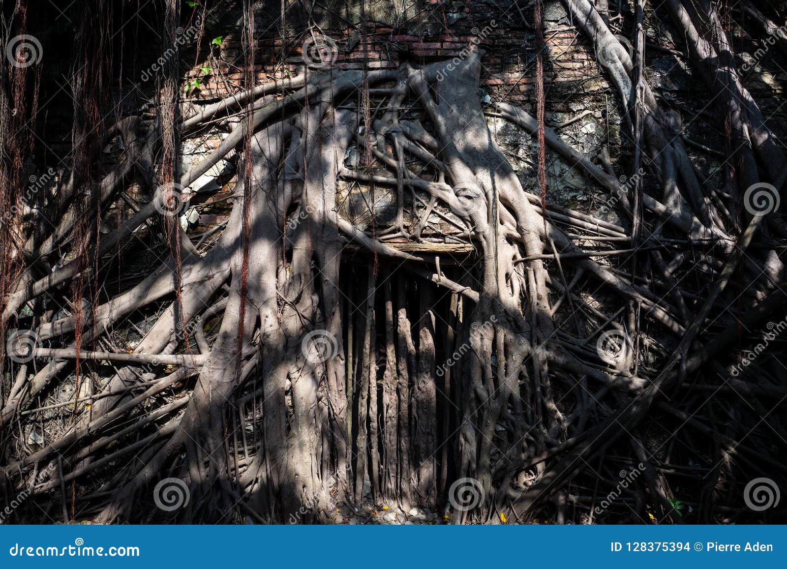 The Anping Tree House in Tainan, Taiwan. Stock Photo - Image of taiwan ...