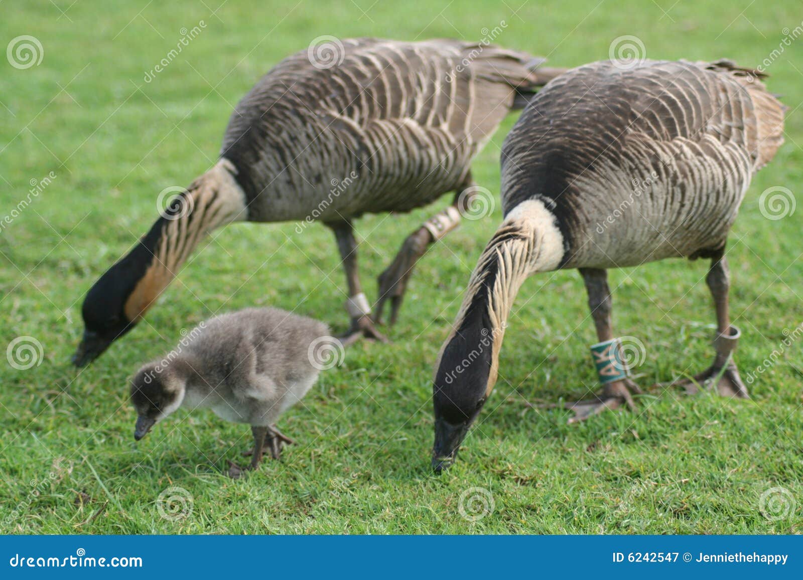 Ansarón de Nene imagen de archivo. Imagen de pico, isla - 6242547