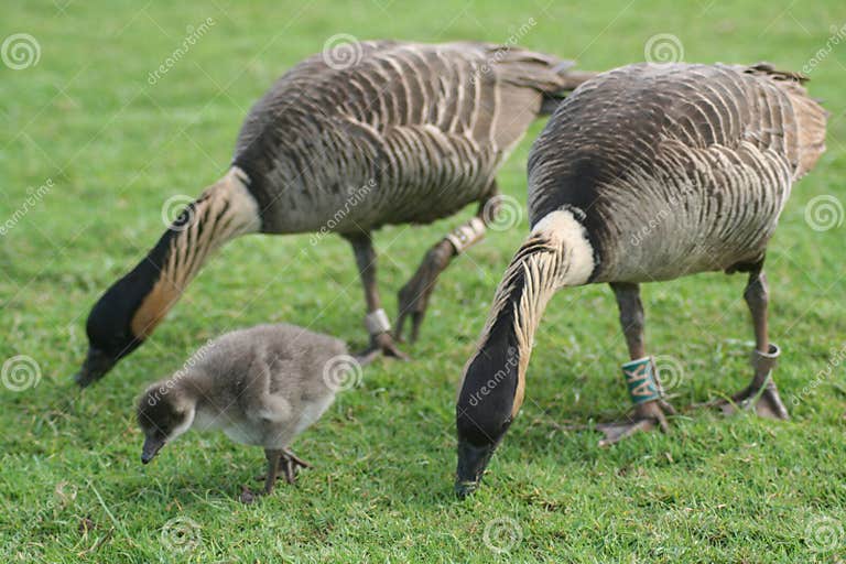 Ansarón de Nene imagen de archivo. Imagen de pico, isla - 6242547