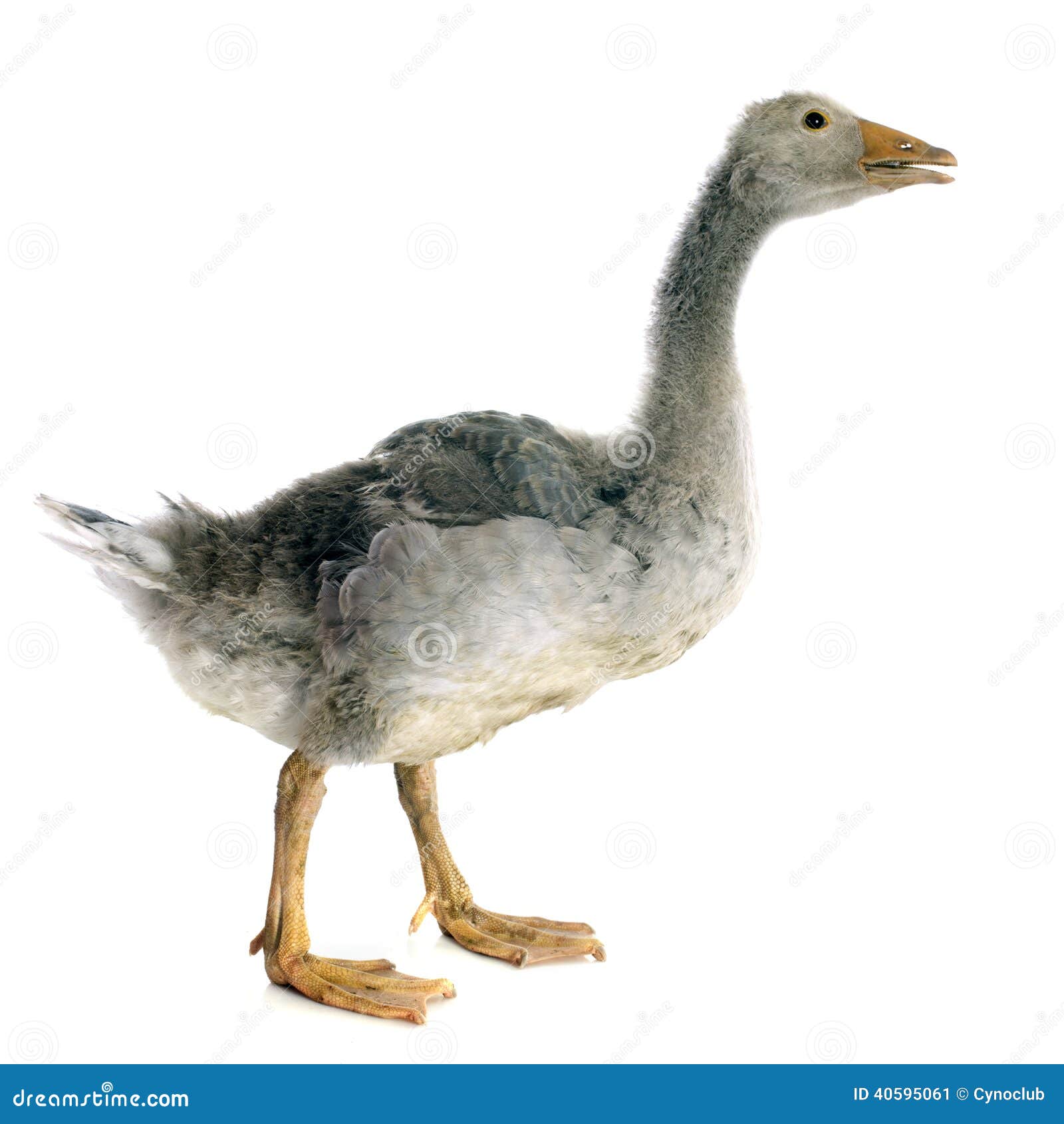 Ansarón gris imagen de archivo. Imagen de ganso, joven - 40595061