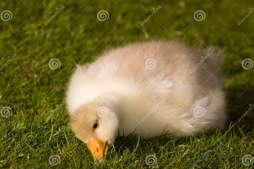 Ansarón mullido lindo foto de archivo. Imagen de plumas - 2676496