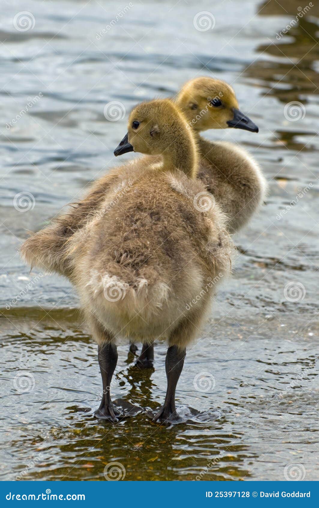 Ansarones foto de archivo. Imagen de dulce, suave, pico - 25397128