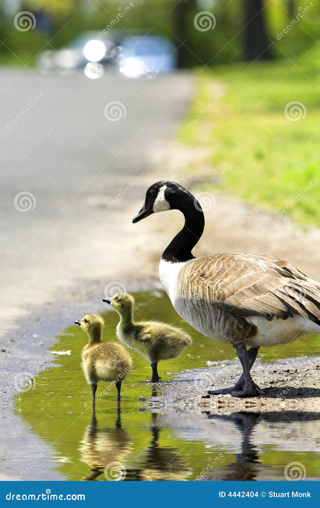 Ansarones foto de archivo. Imagen de suave, canadiense - 4442404