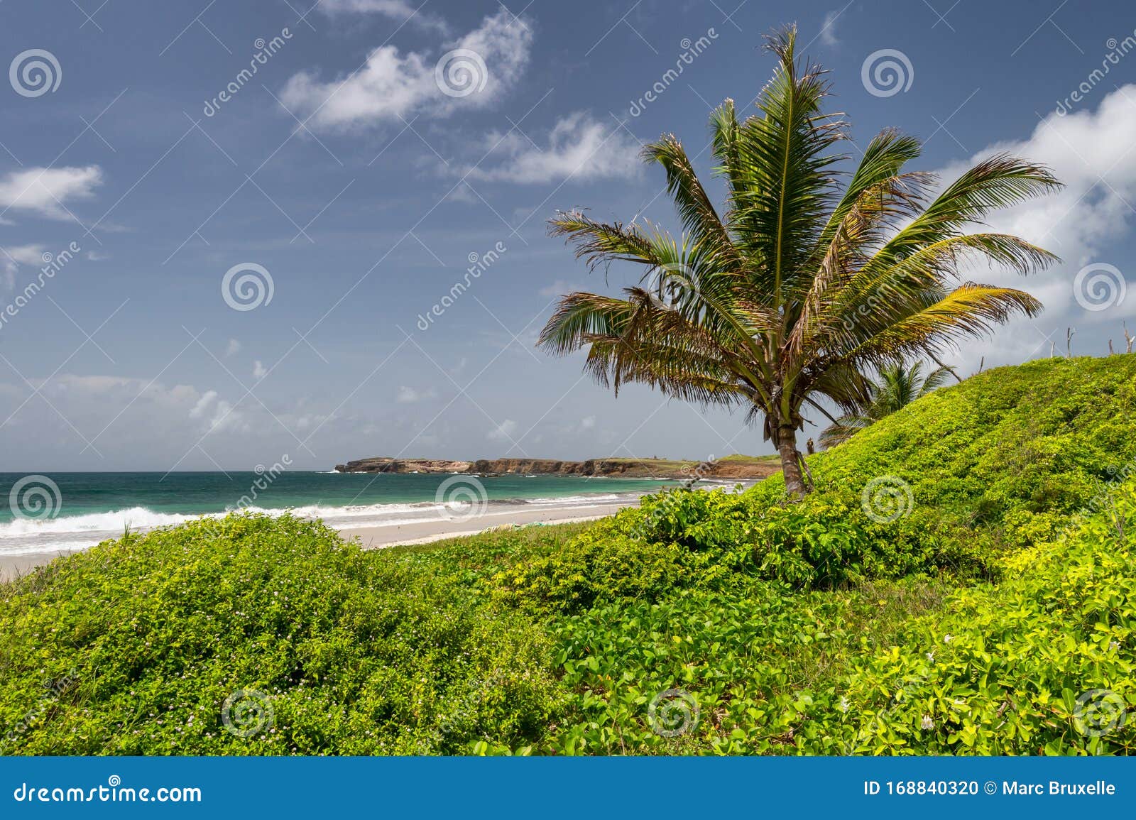 Anse Trabaud Tropical Beach in Martinique Stock Photo - Image of indies ...