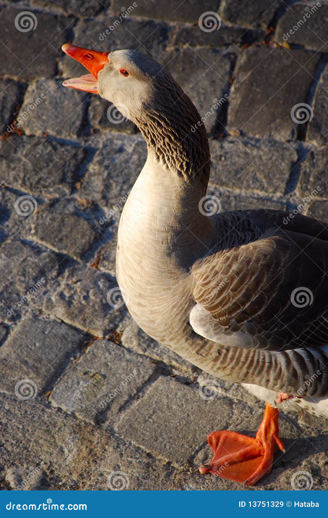 Anser anser stock image. Image of anser, ganso, lake - 13751329