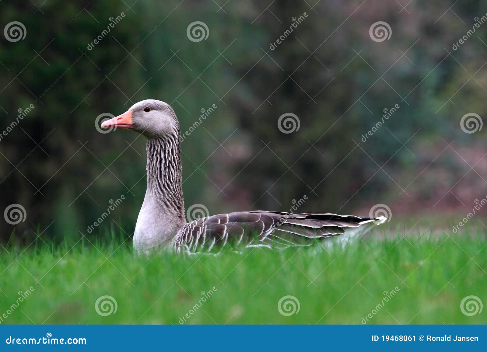 Anser anser stock image. Image of anser, bird, wild, grass - 19468061