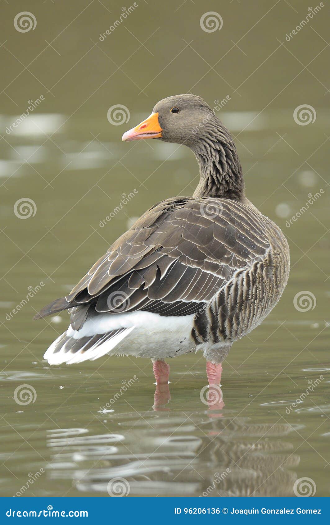 Anser anser stock photo. Image of wildlife, feathers - 96206136