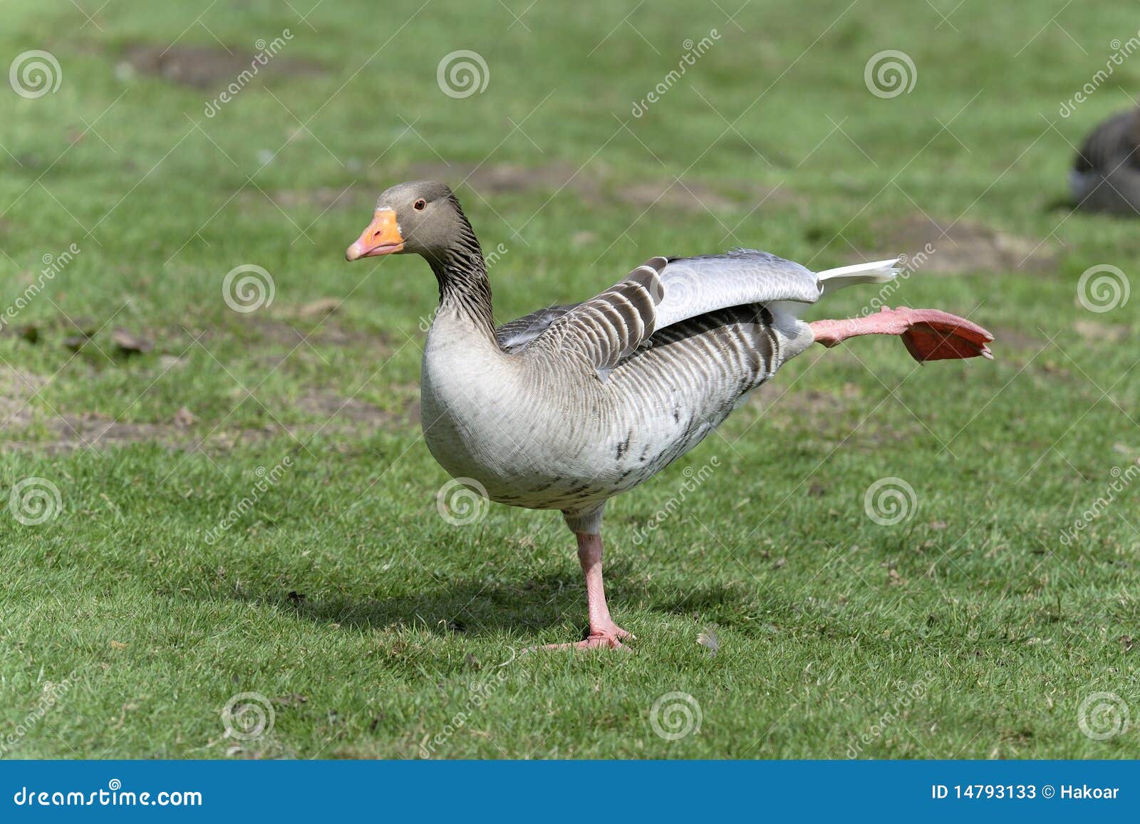 Anser anser, greylag goose stock image. Image of bill - 14793133