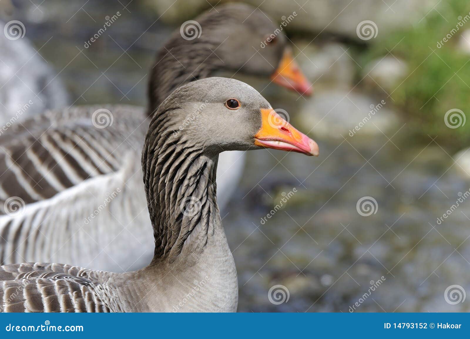 Anser anser, greylag goose stock photo. Image of loud - 14793152
