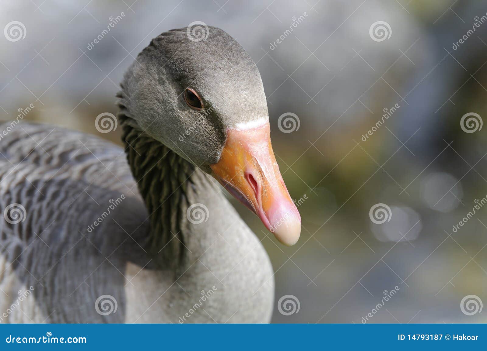 Anser anser, greylag goose stock image. Image of greylag - 14793187