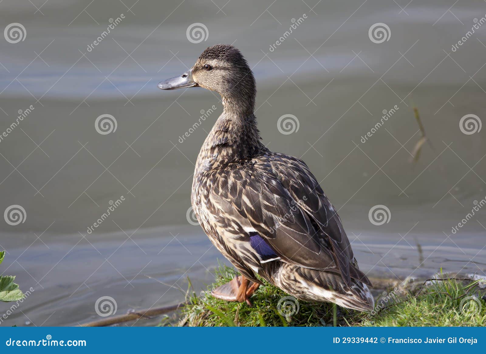 Anser Anser, Salburua, Vitoria Stock Photo - Image of reserve, feather ...